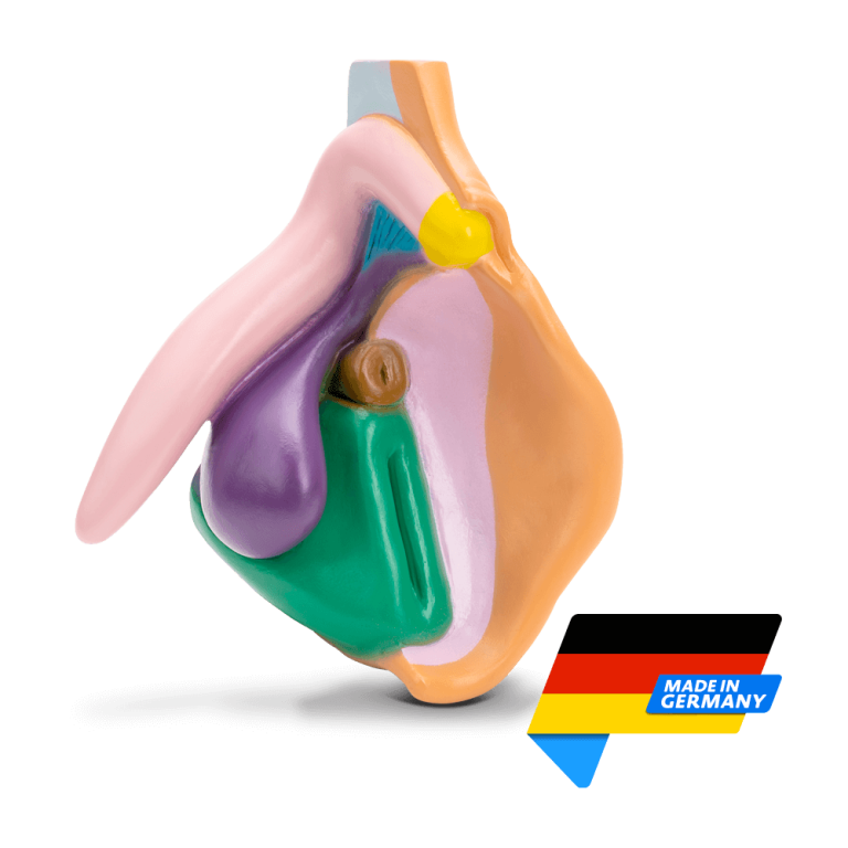 Vulva Model (coloured and detailed) | Mens Health Downunder